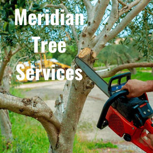 Meridian Tree Service, Professional Tree Care in Meridian ID